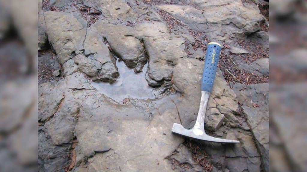 New dinosaur trackway site discovered in Peace region, verified by ...