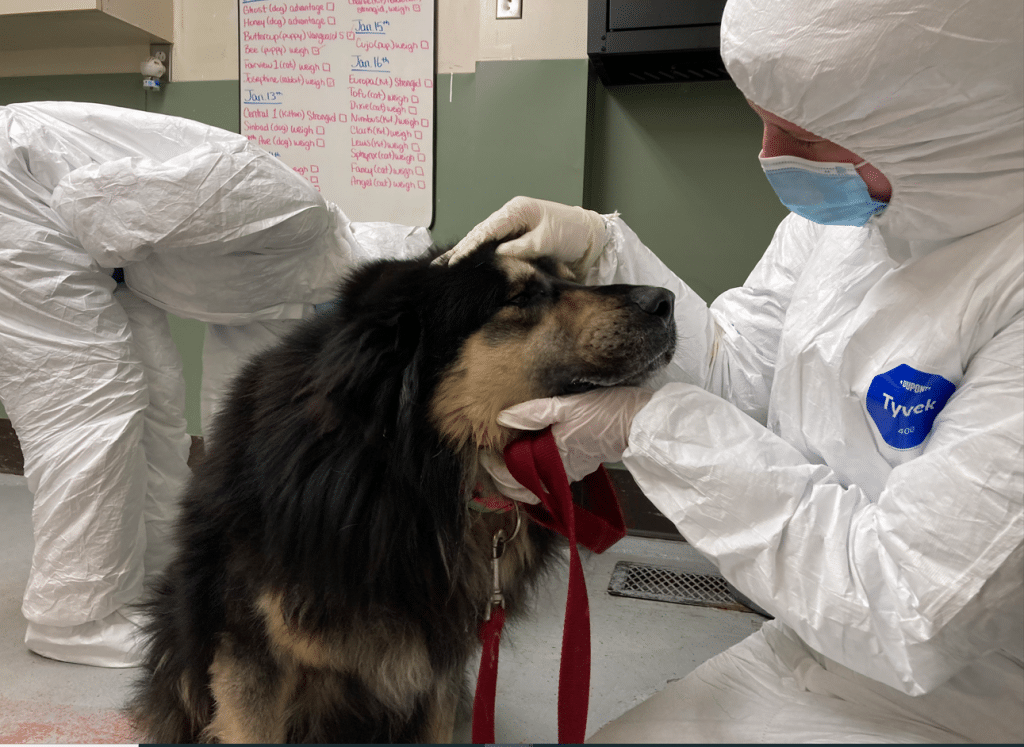 Taylor looks to tackle animal safety with SPCA