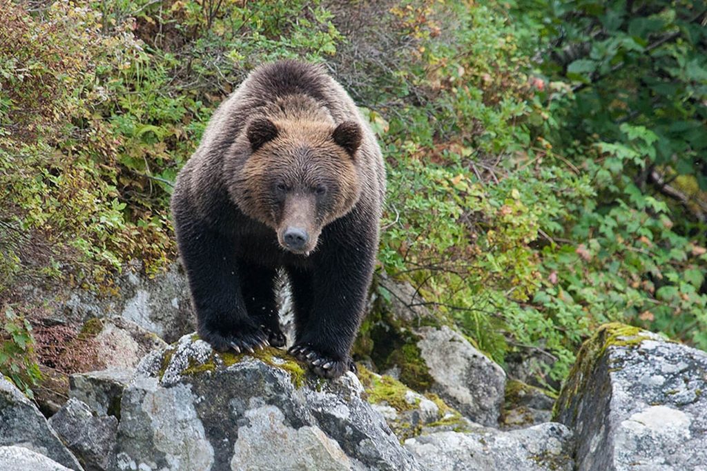 Bear Smart Community Program helping people live peacefully with bears
