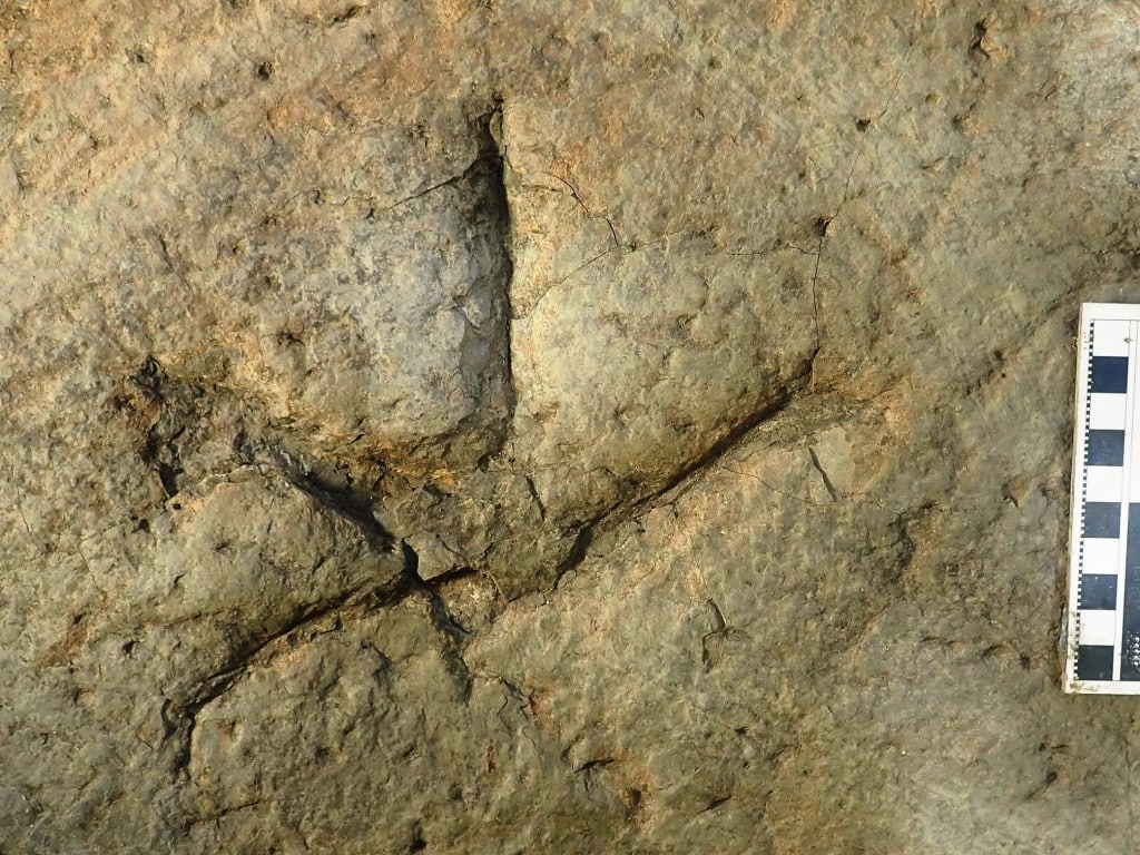 Unusual new fossil trackways discovered in Tumbler Ridge