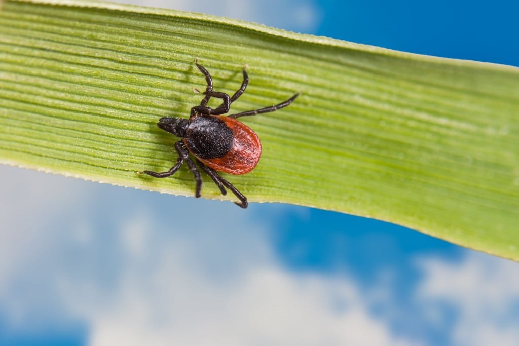 More ticks and more Lyme disease in Canada’s future, experts say