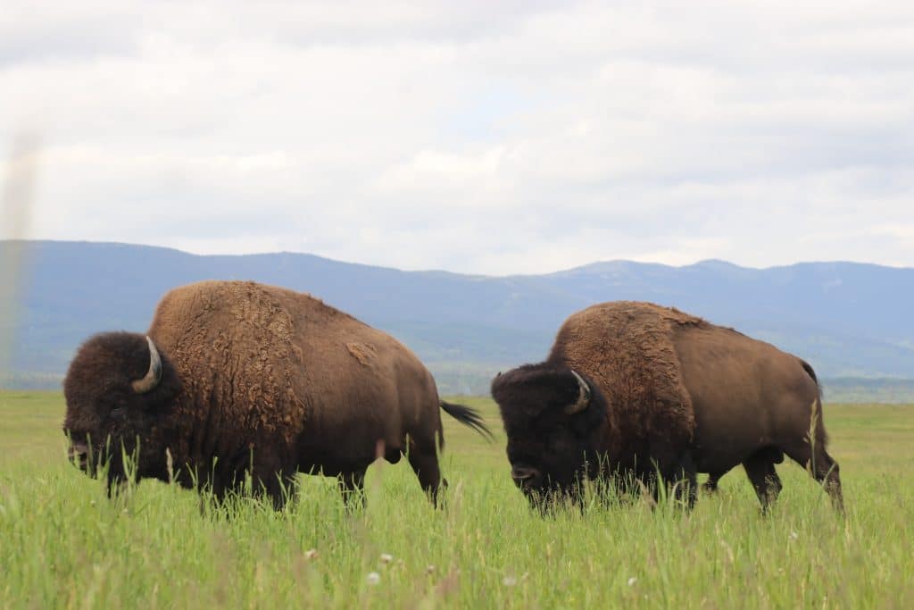 Bison Guy opening processing plant on ranch near Hudson's Hope