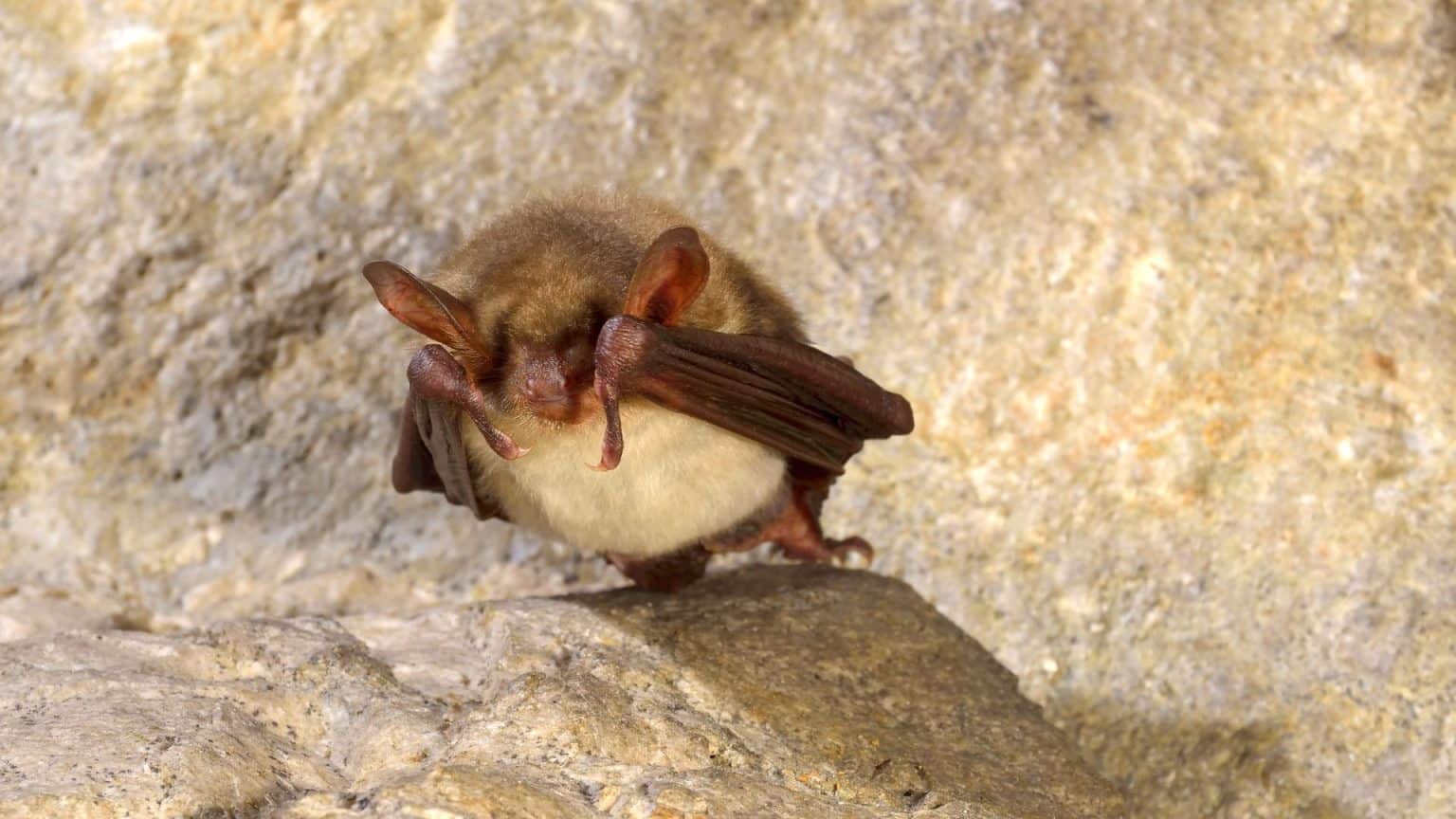 White-nose syndrome bat monitoring continuing in B.C.