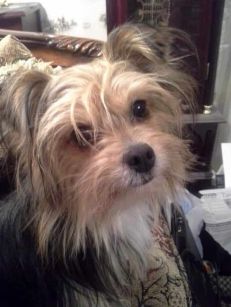 Dawson Creek Woman to appeal ruling after BC SPCA gives her dog up for ...