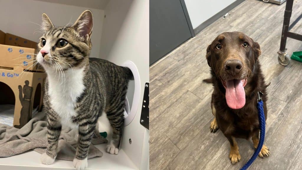 Rescued pets from Fort Nelson safe at BC SPCA, public asked to assist ...