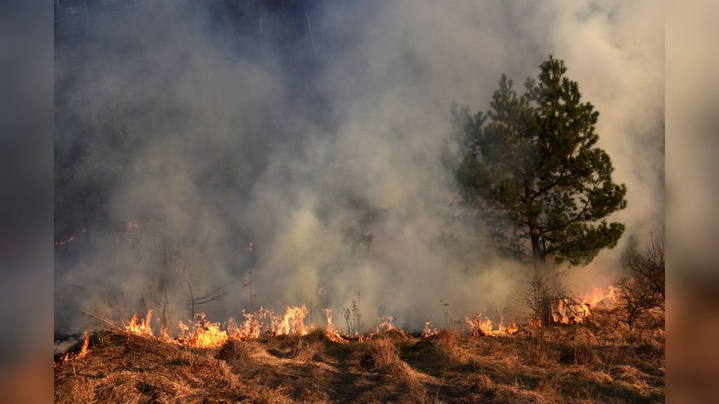 Kwokwollie Lake wildfire extinguished, Petito River blaze merged